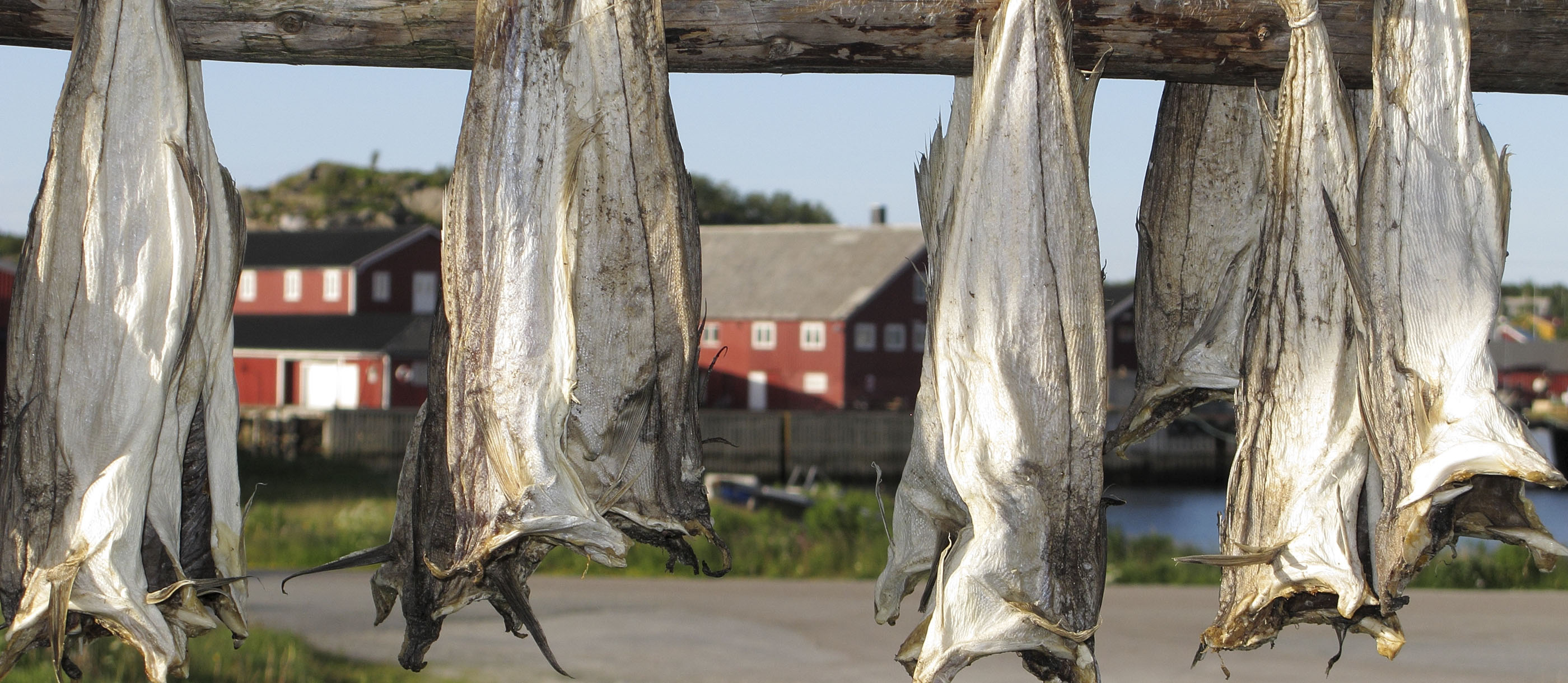 Tørrfisk fra Lofoten | Traditional White Fish From Nordland County, Norway